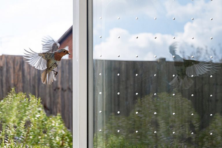Bird-Friendly Design – Solutions to Prevent Bird Collisions with Glass ...